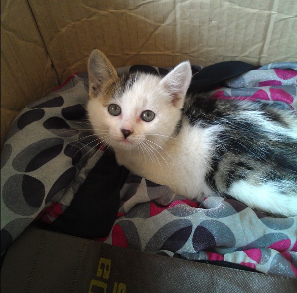 [4_3 NQ PVE] 25H巨龙之魂1-6奶骑一些心得攻略.持续施工，两坑未填。祝大家新年快乐~~ NGA玩家社区