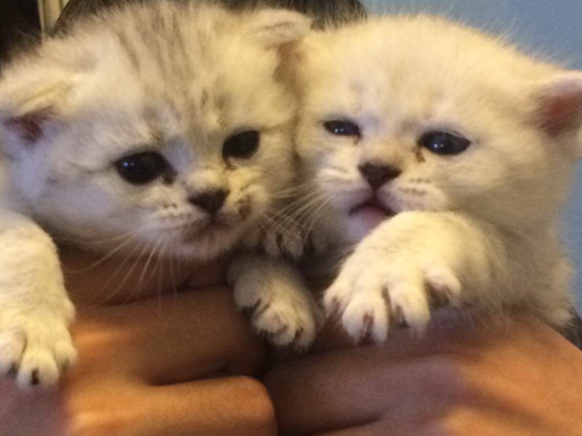 [PVE]25H魔古山宝库神牧酱油开荒日记+高清视频