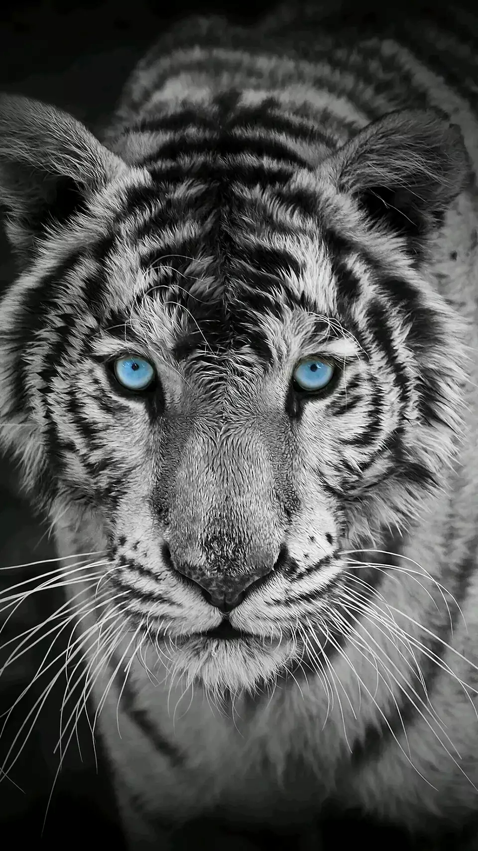 求推荐s9壁纸， NGA玩家社区