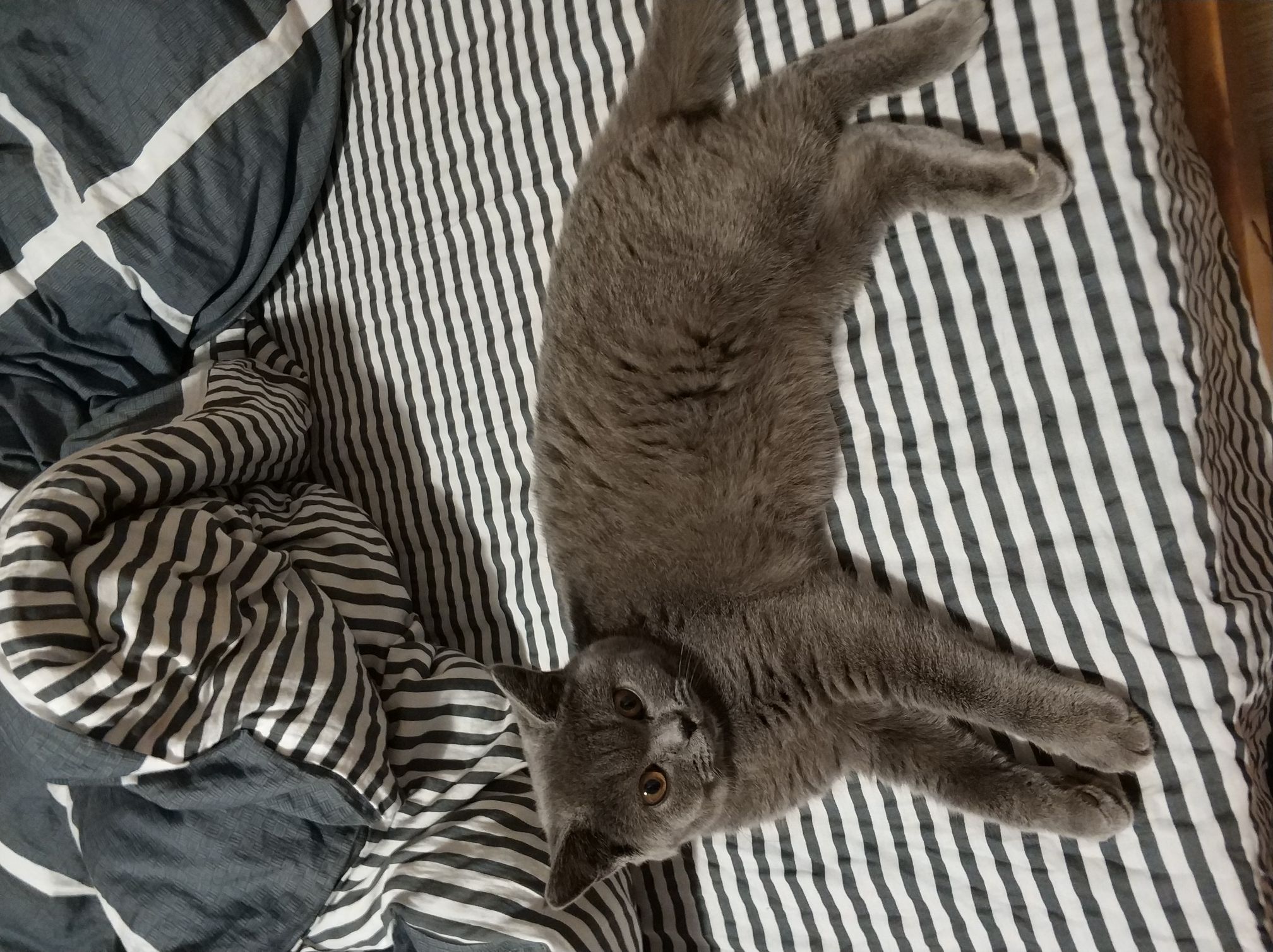 求助，猫主子突然精神不好，食欲不振(更新，基本确诊猫传腹，决定用376治疗 NGA玩家社区