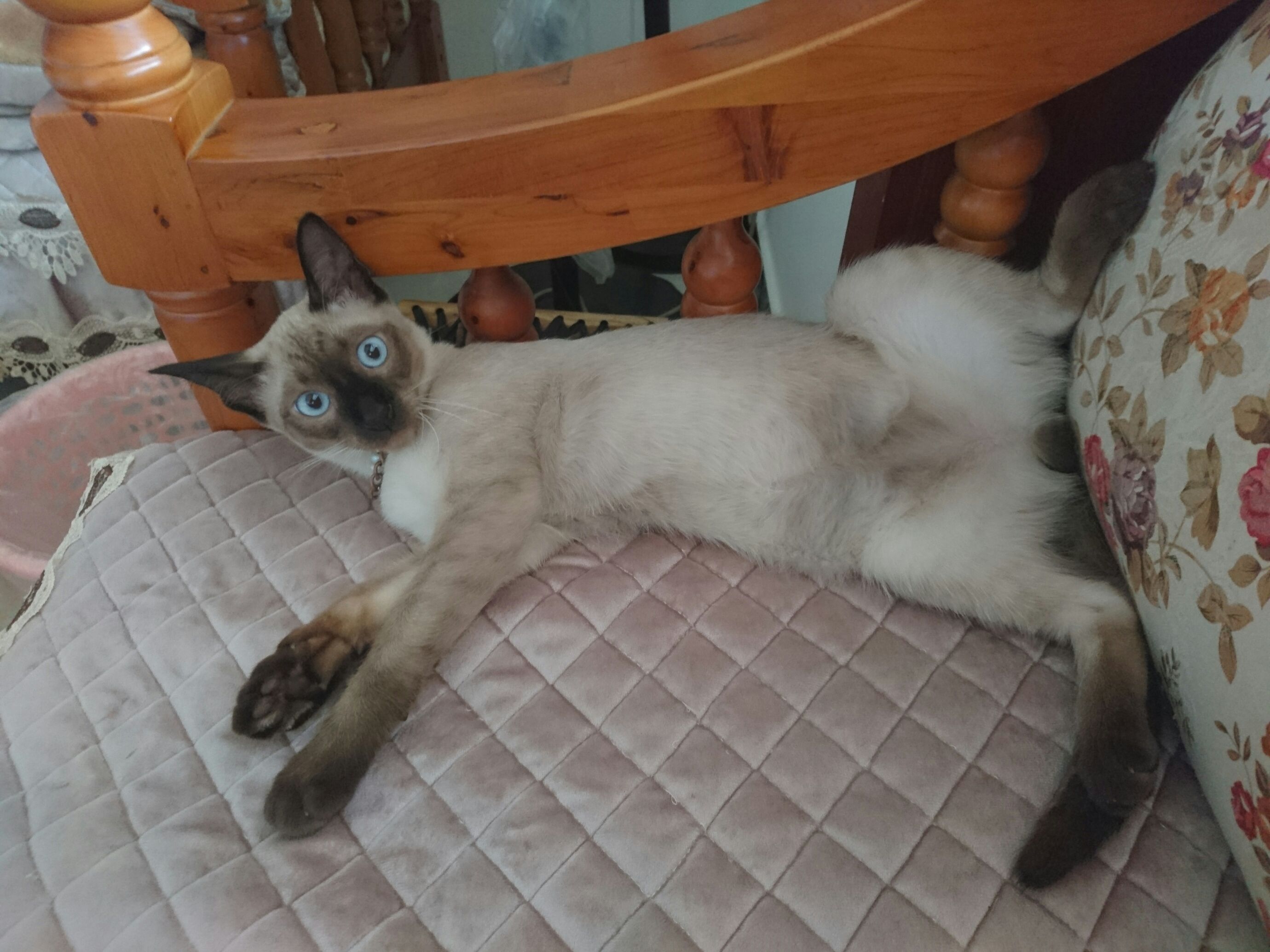 [每日一水]纳克萨玛斯居然有只猫 NGA玩家社区