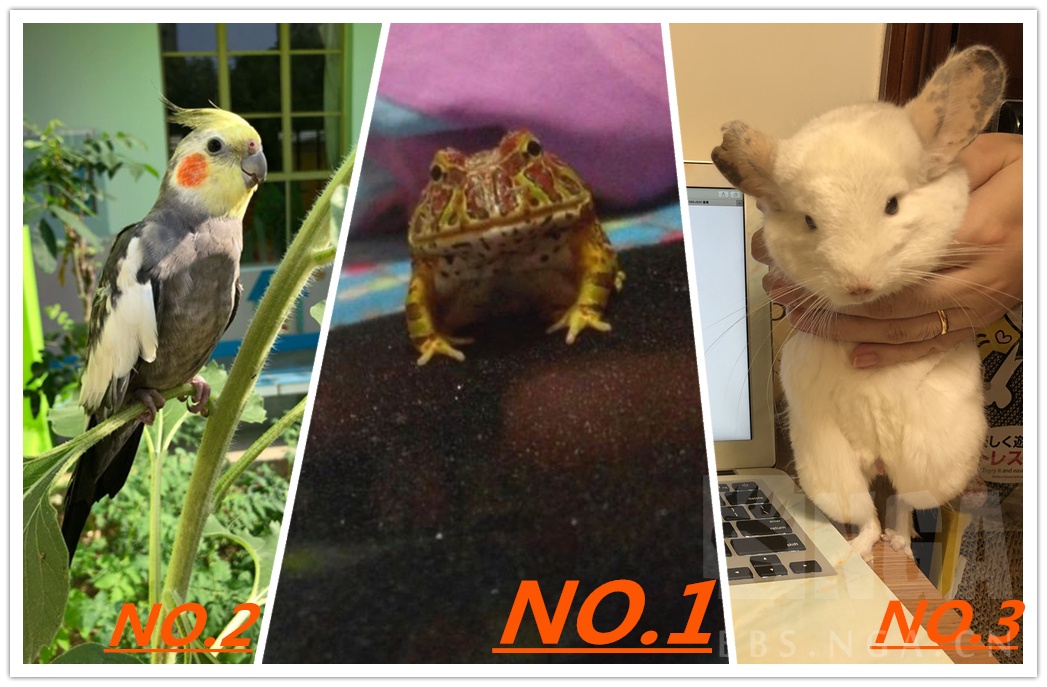 [NGA携手pidan]萌宠区首届版头图片更换征集评选活动 -- 他星人组最终评选结果出炉~恭喜11号可爱“呱太”获得冠军！ NGA玩家社区