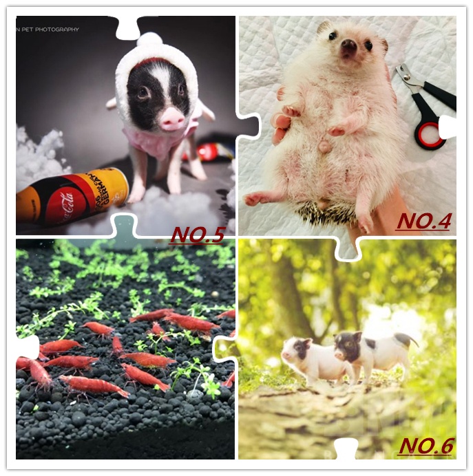 [NGA携手pidan]萌宠区首届版头图片更换征集评选活动 -- 他星人组最终评选结果出炉~恭喜11号可爱“呱太”获得冠军！ NGA玩家社区