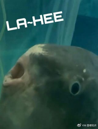 这lahee太洗脑了吧？有无lahee沙雕图 NGA玩家社区