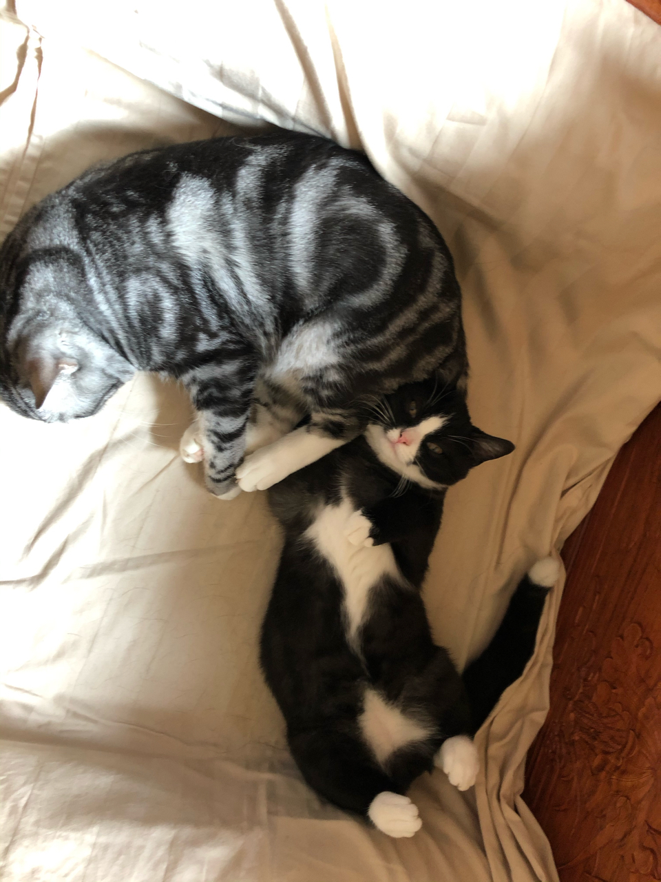 有没有大佬喜欢dio脸猫的 NGA玩家社区