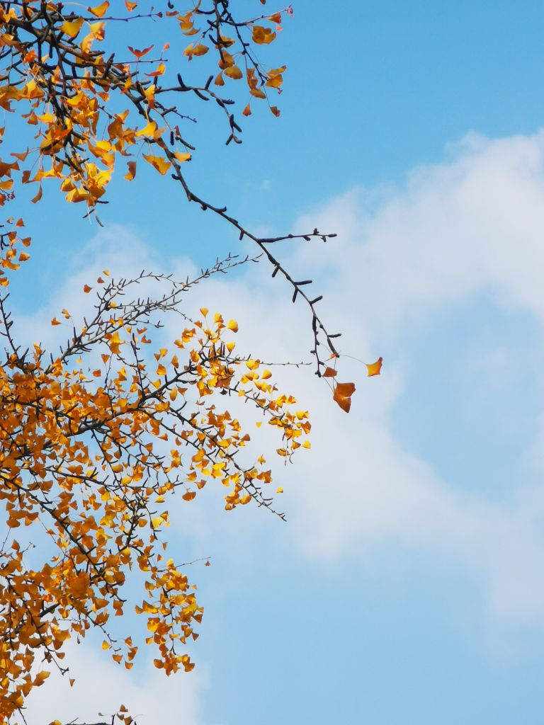 mate跟nova的拍照算法一个天上一个地下，精准阉割 NGA玩家社区