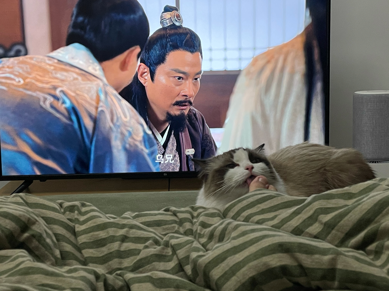 小猫咪特别喜欢舔jio，见jio就上，怎么办？ NGA玩家社区