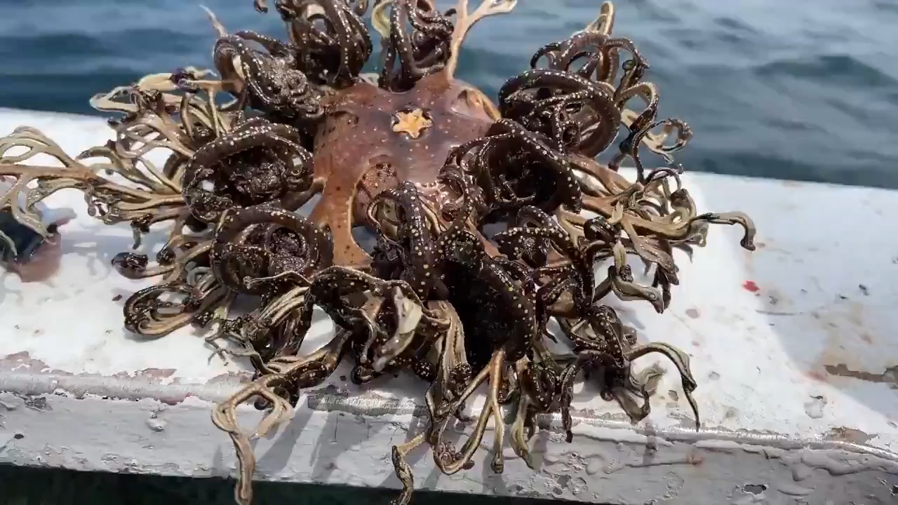 去掉二刺螈滤镜，是不是海嗣的画风就是这样的呢？ NGA玩家社区