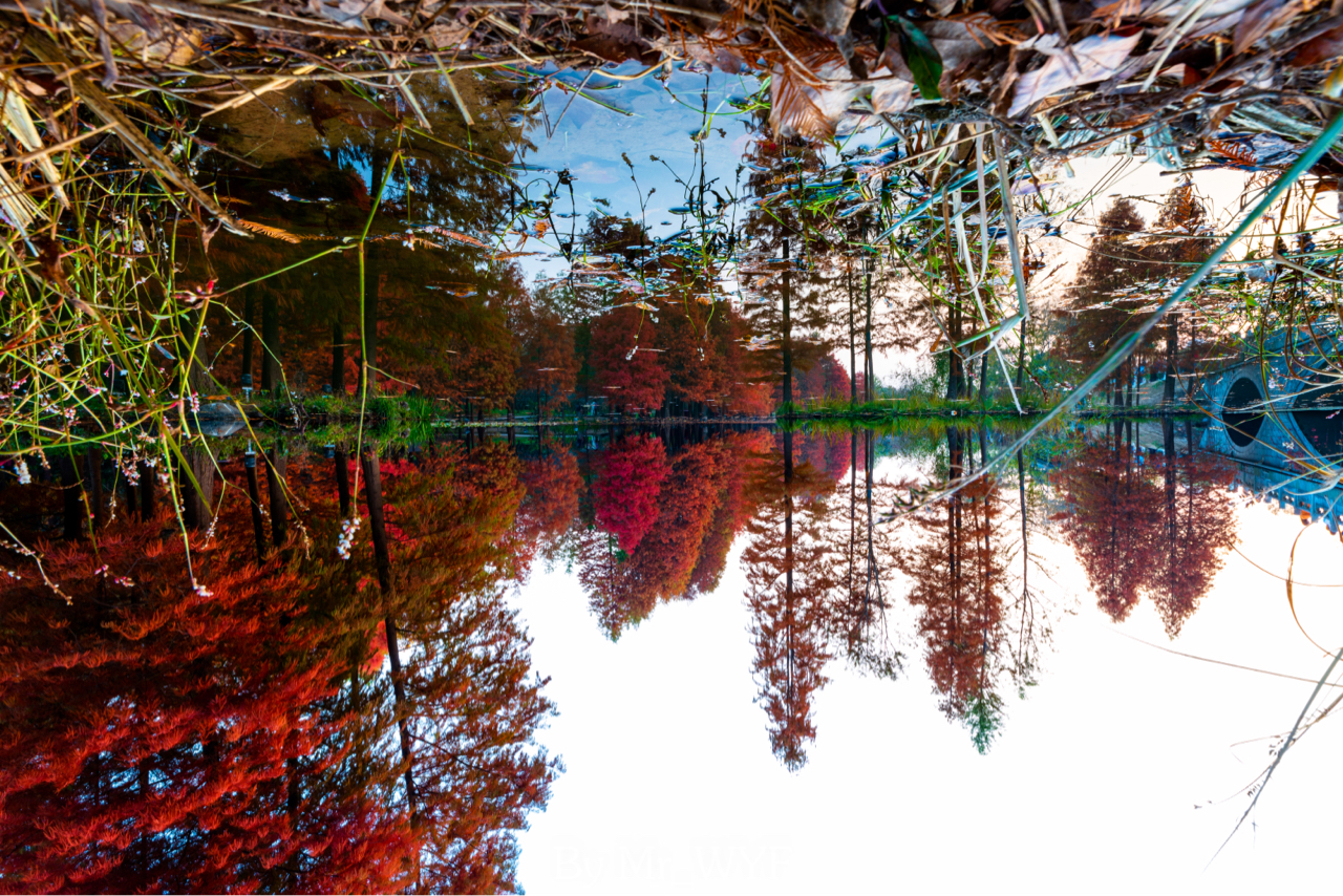 燕雀湖落羽杉 NGA玩家社区