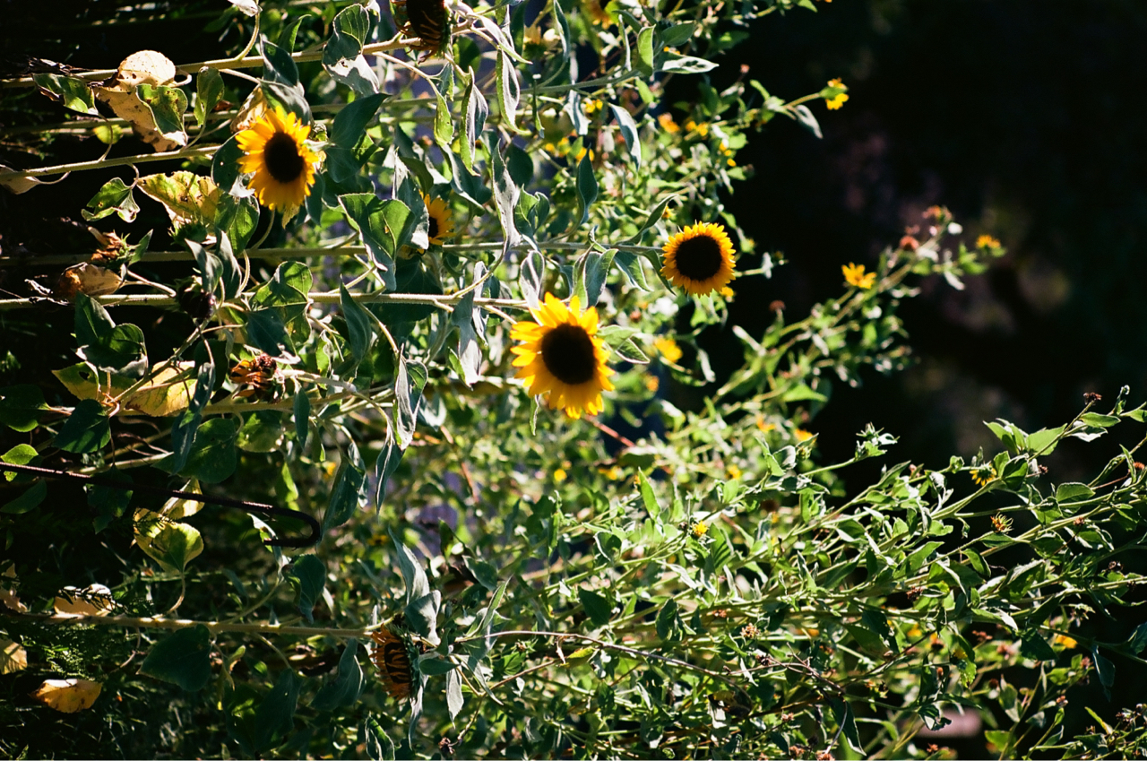 有老人吗，ek80这款胶卷怎么样 NGA玩家社区