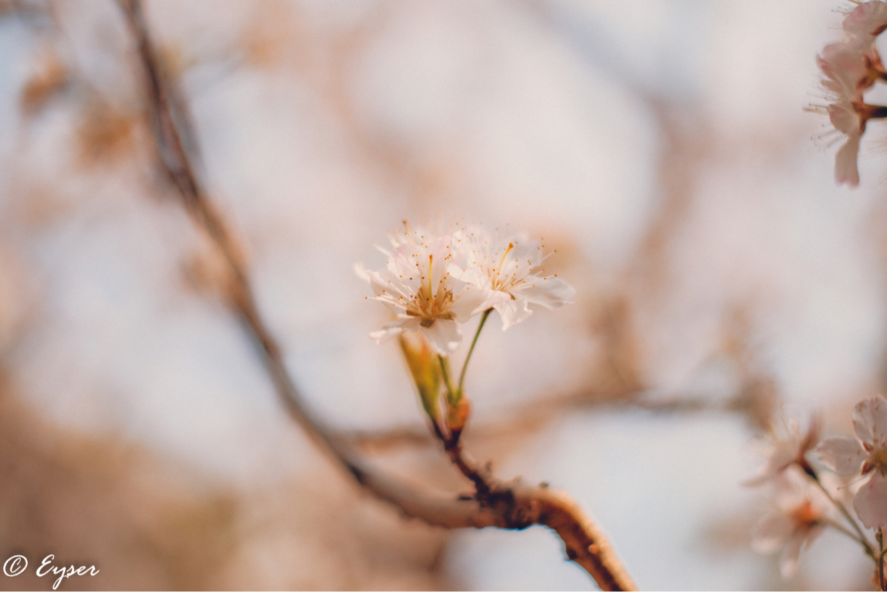 从zfc看到xs10到s5到z5到gr3到黑卡7 NGA玩家社区