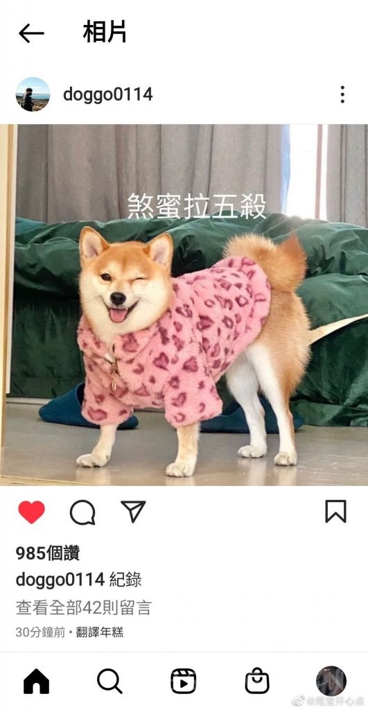 [本赛区赛事] 人类的悲欢并不相通，今天doggo在二队赢了比赛很快乐 178