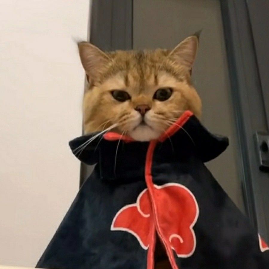 以后不再组2900的，他们和鱼人宝宝肩并肩 NGA玩家社区