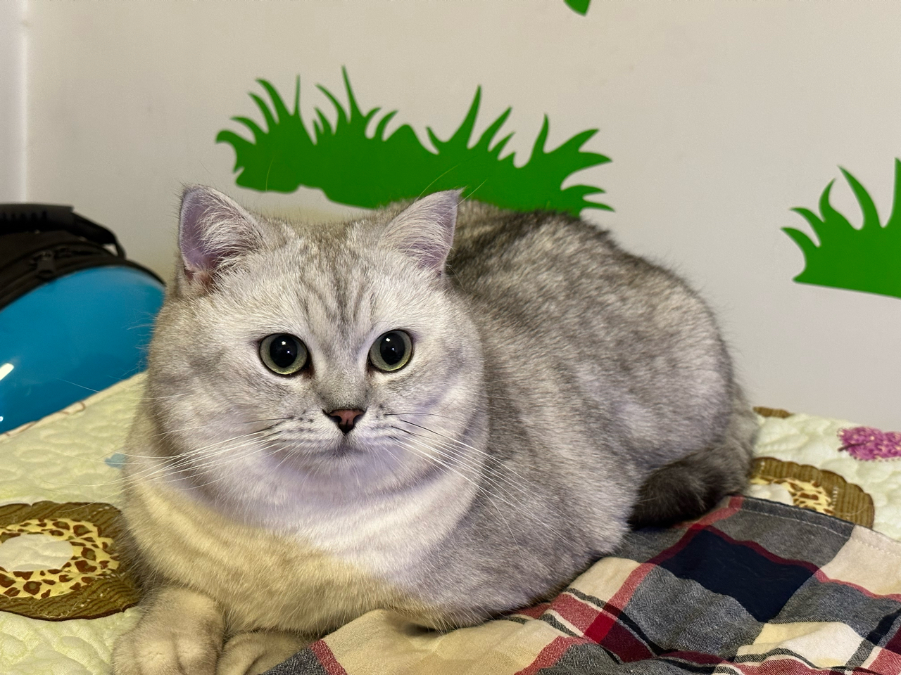 今天晚上给猫猫拍照发现14p拍照算法上的错误 178