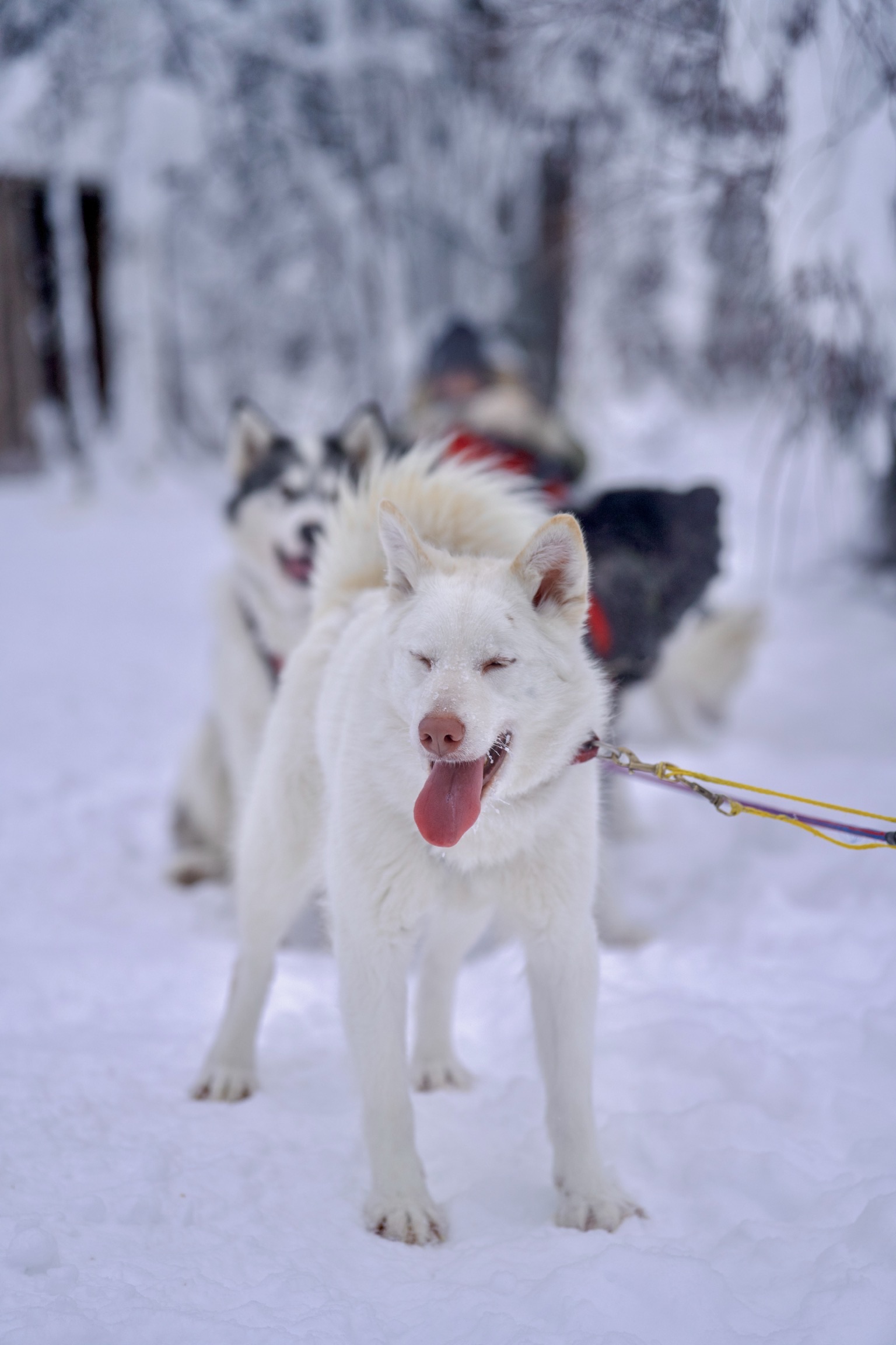 [周末采风] 阿拉斯加·狗拉雪橇 NGA玩家社区