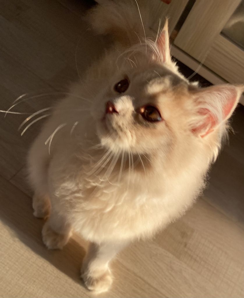 cancanneed猫猫 NGA玩家社区
