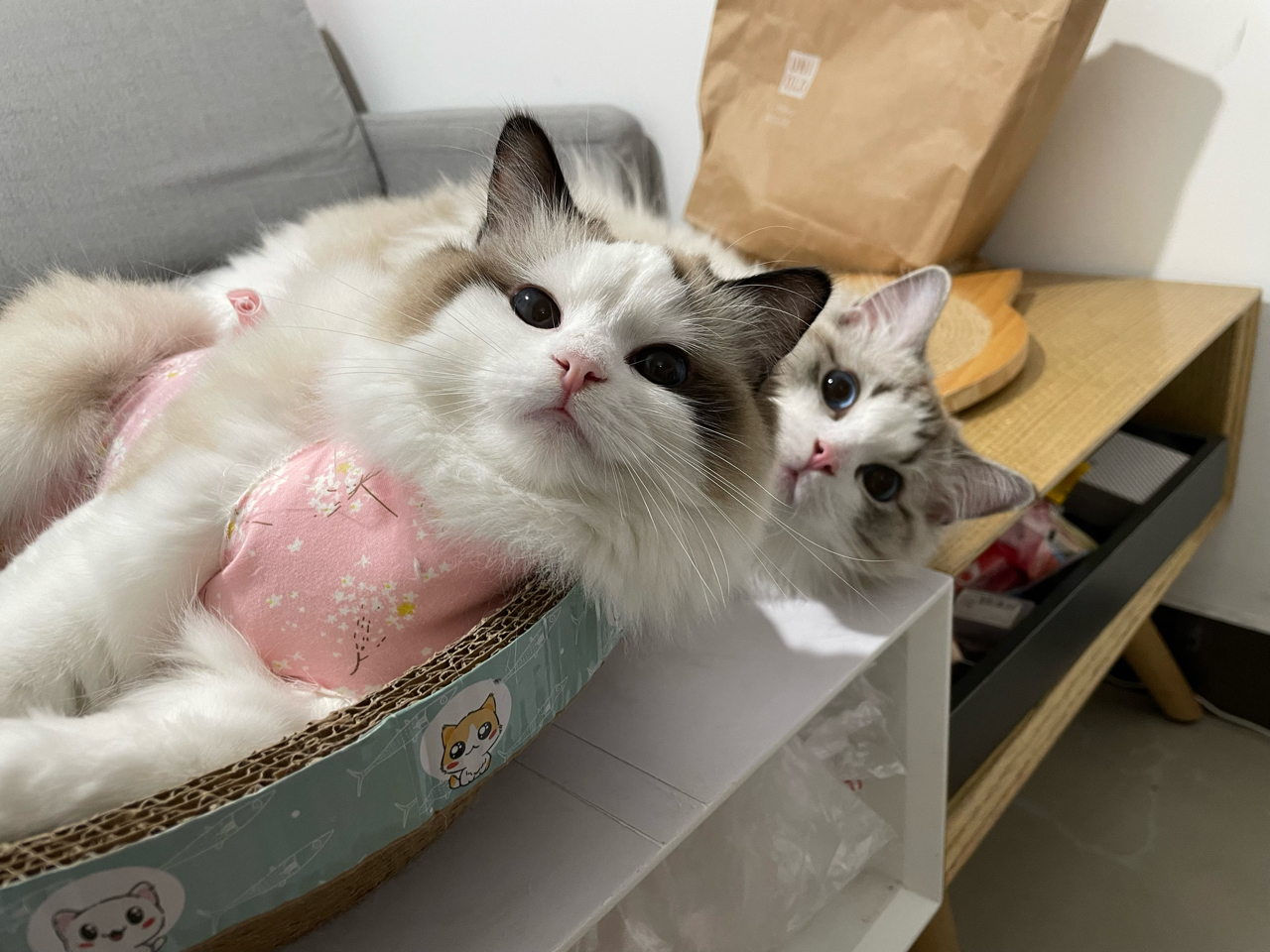 许愿一个可以一起打apex的42 NGA玩家社区