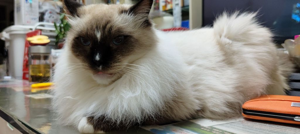 [求助]为什么我家猫现在嘴经常这样咧着 Nga玩家社区
