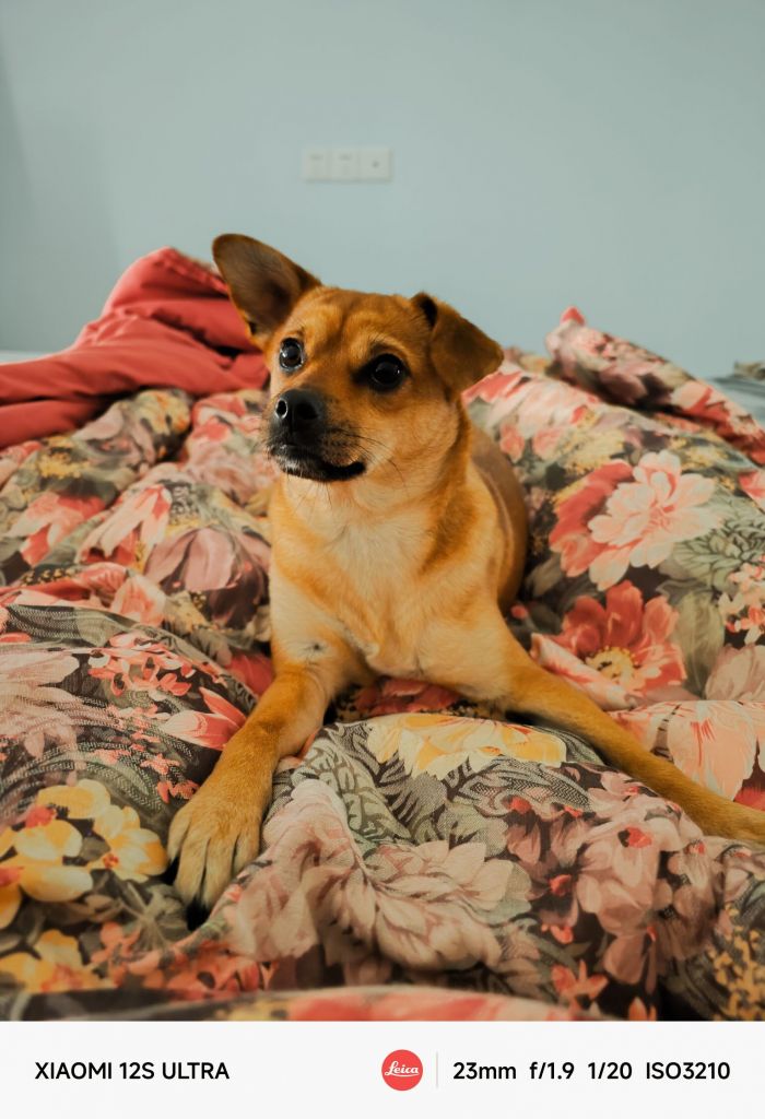 小米13系列，对拍照需求不是特别大的有必要等13u吗？ NGA玩家社区