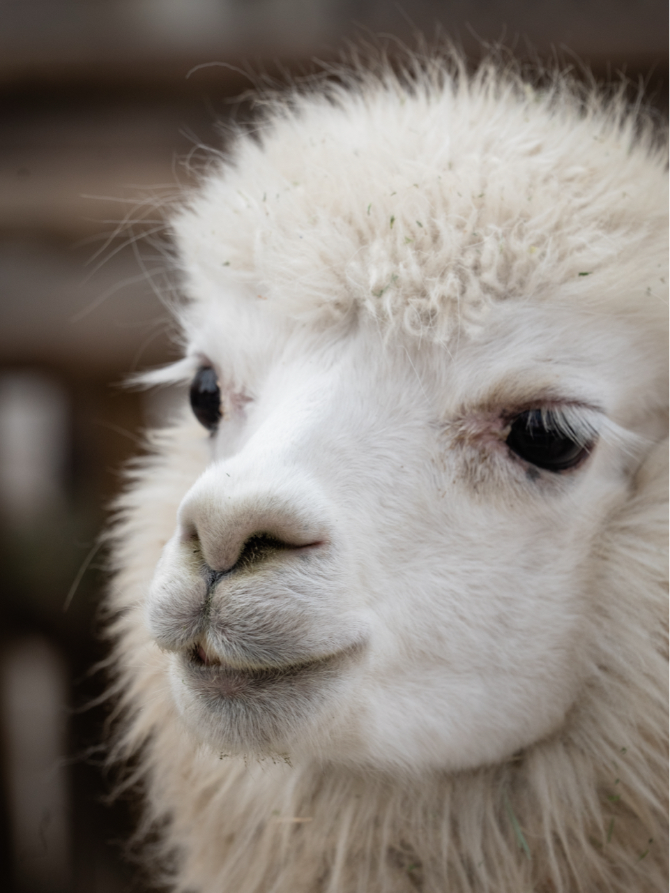 松下s5+70300拍动物 NGA玩家社区