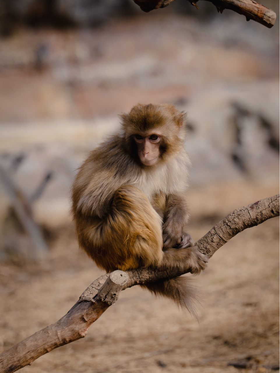 松下s5+70300拍动物 NGA玩家社区