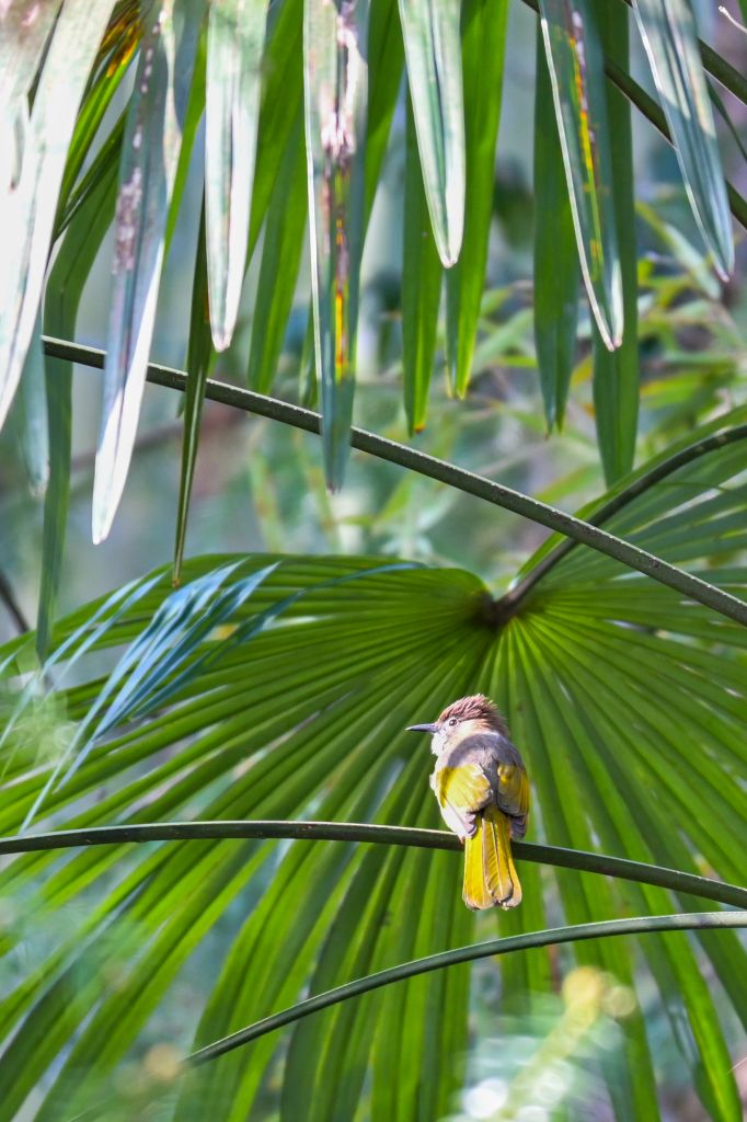 [器材交流]特别喜欢拍鸟，买m43合适吗？ NGA玩家社区