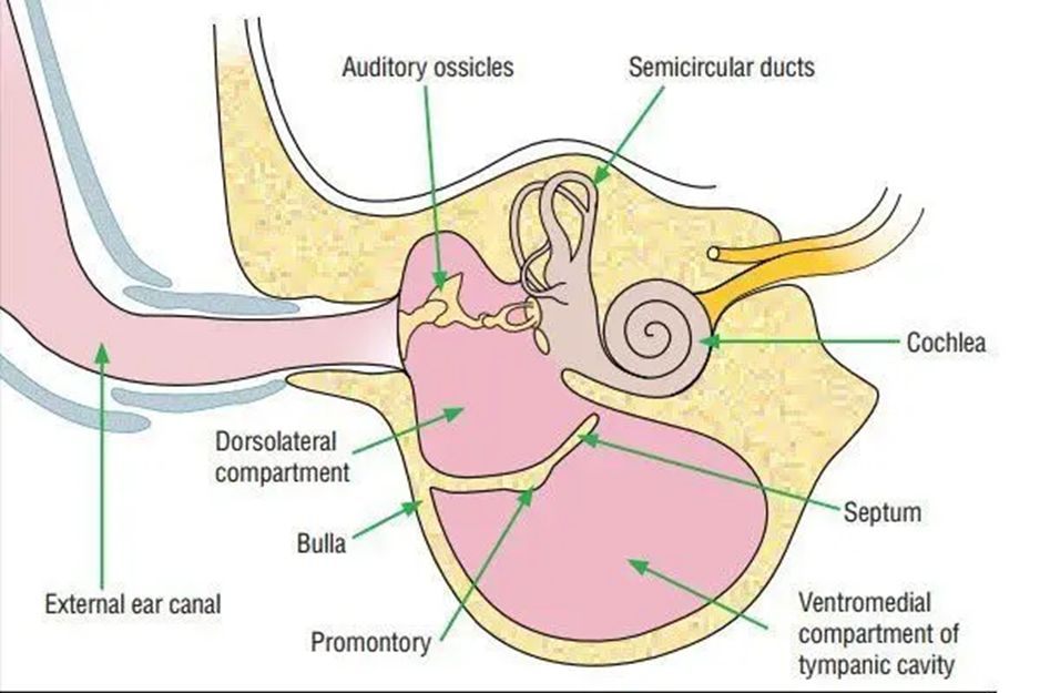[闲聊杂谈] 玛丽到底是猫娘还是狐狸精 NGA玩家社区