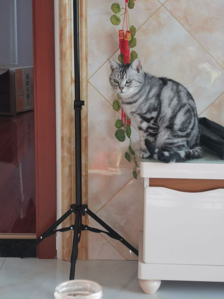 [晒猫]我家猫属于美短哪个花色 NGA玩家社区