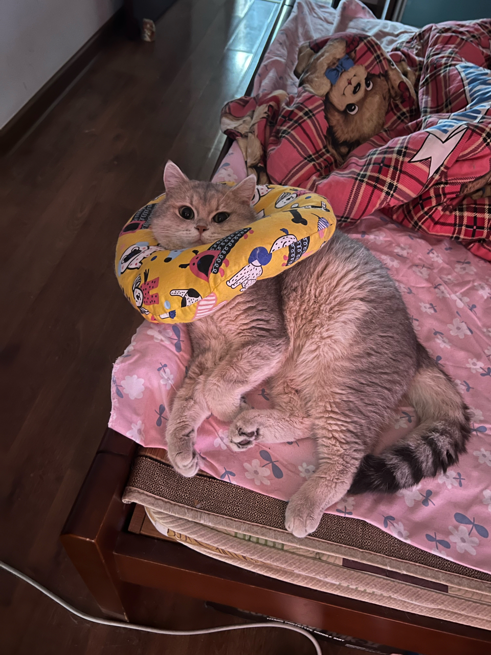 各位大佬的猫一天吃多少粮啊？ NGA玩家社区