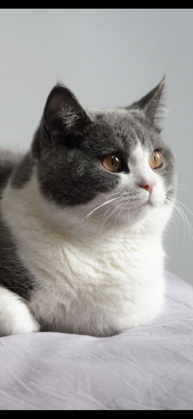 它好喜欢我的jio 178