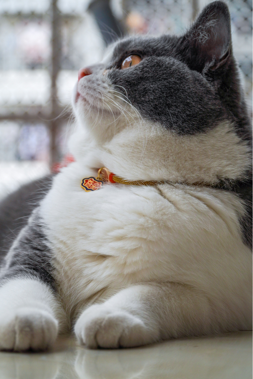 它好喜欢我的jio 178