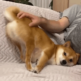 许愿各种gif NGA玩家社区