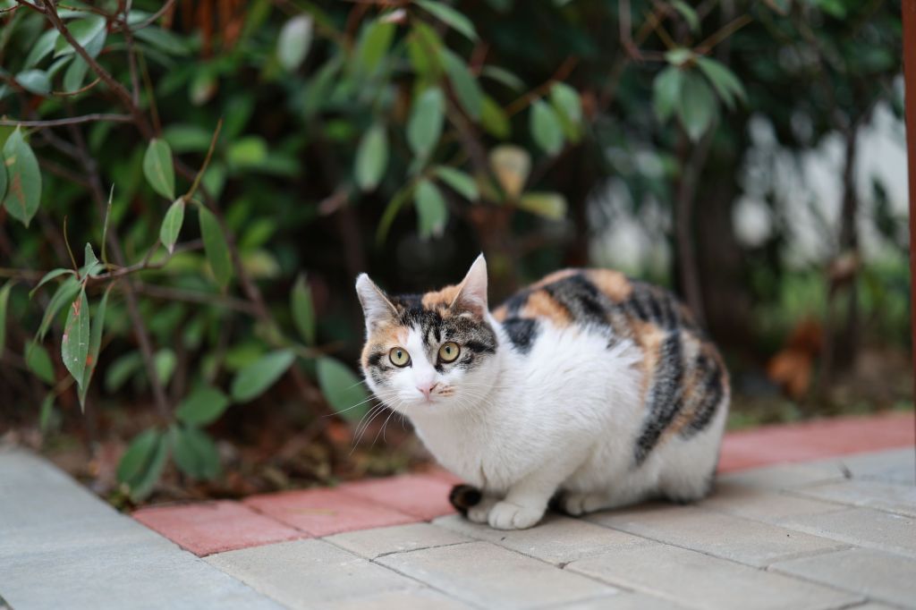 入手了大痰盂rf50.2试拍 178