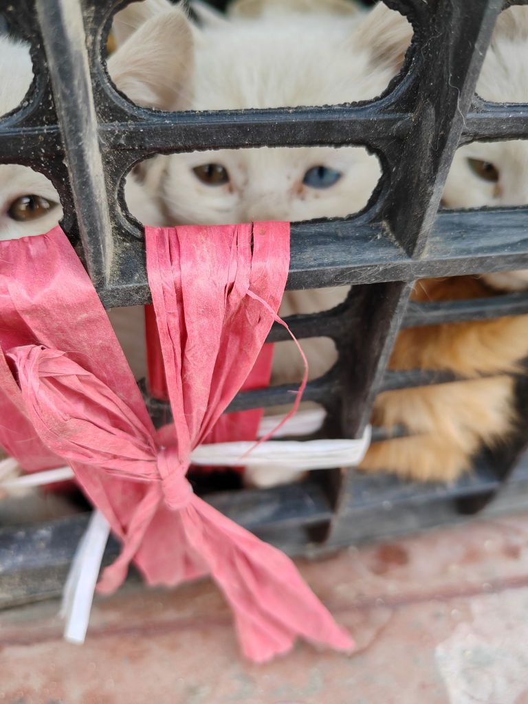 520晒照了 NGA玩家社区