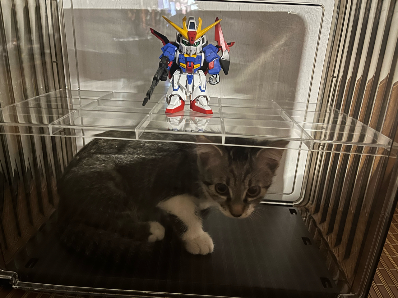 [拼装] SDCS 换装国产CS骨架 NGA玩家社区