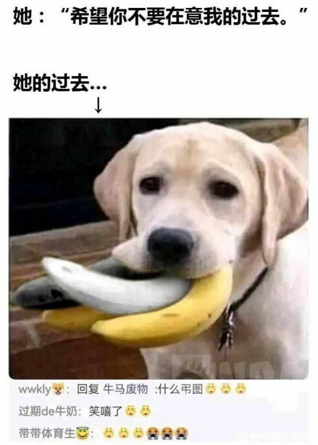 求张图,一条狗嘴里塞香蕉的图 Nga玩家社区