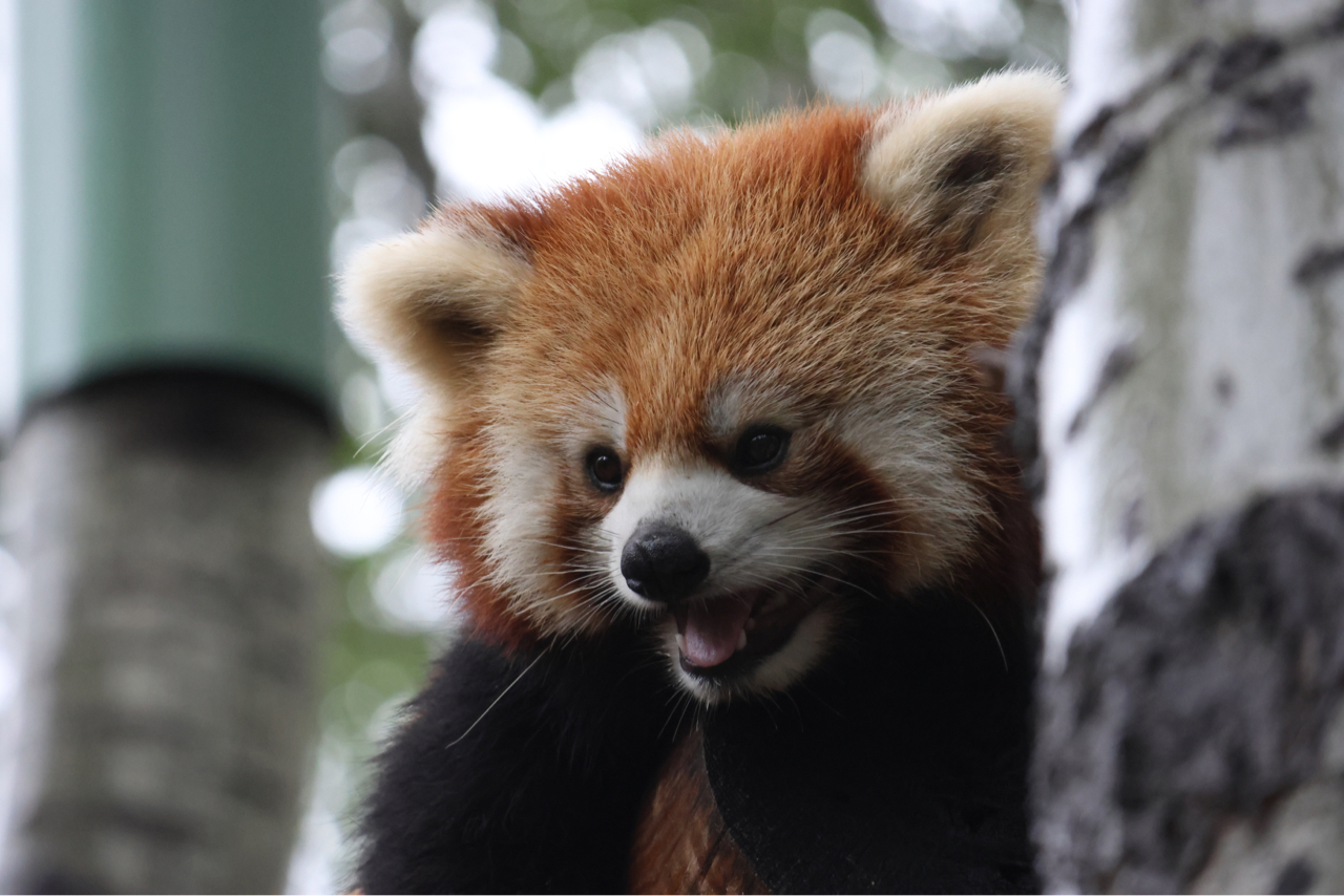 [器材交流] 出佳能R7的一些镜头，全自用 NGA玩家社区