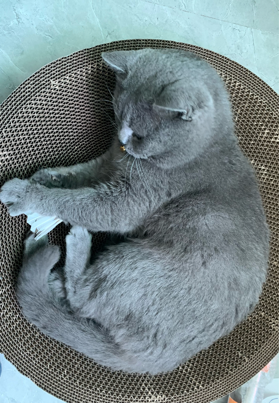 养猫了，有小东西盼着回家的感觉真好 Nga玩家社区
