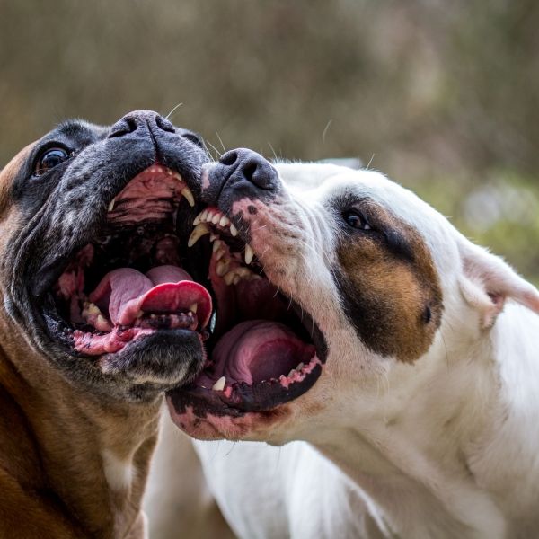 美国女足出局，英国名嘴摩根社媒嘲讽拉皮诺埃：Oh no NGA玩家社区