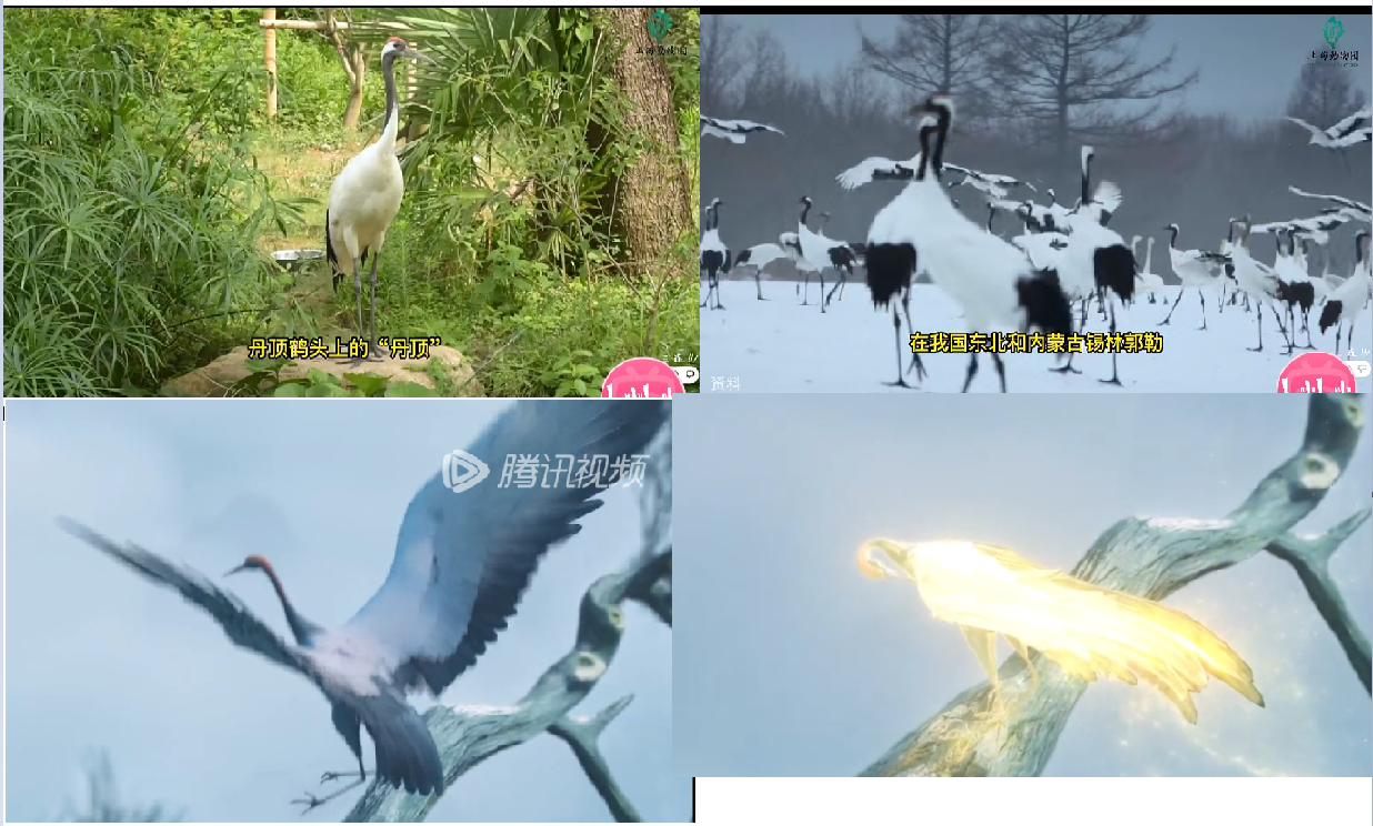 cg仙鹤尾巴 NGA玩家社区