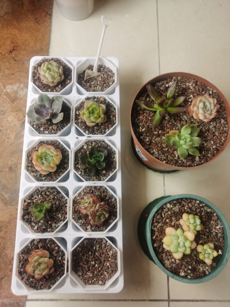 这些多肉修根上盆后5天，帮忙看看叫啥名字？不然我都不知养过啥？感觉要跪一些 NGA玩家社区