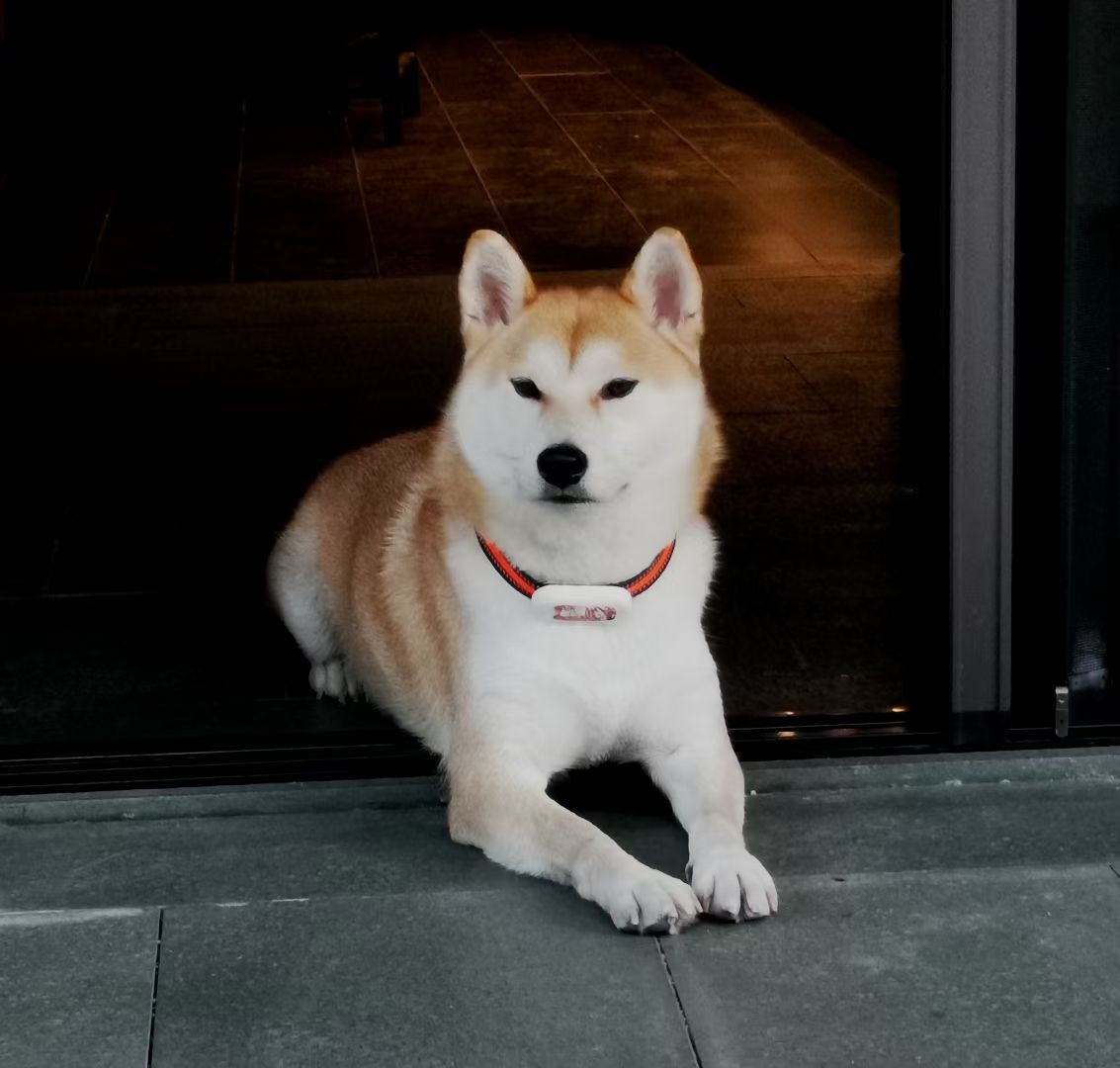 [猫小胖区/天狱零式] p9s-p12s社畜首月休闲队 7=1 mt 国庆正常上班 NGA玩家社区