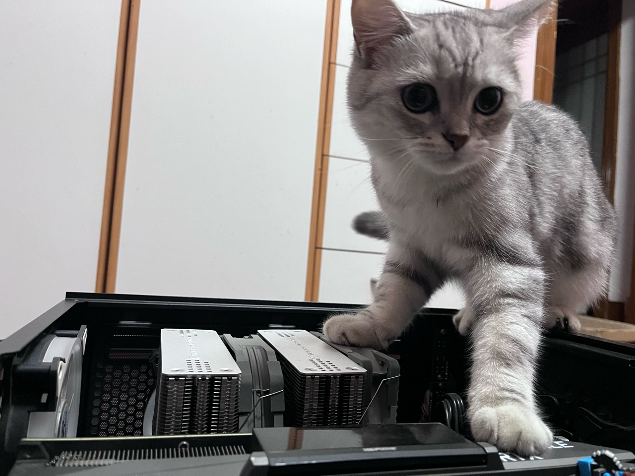 所以，现在Win11比win10更好用了吗 ？(顺路晒一下我的猫师傅) NGA玩家社区