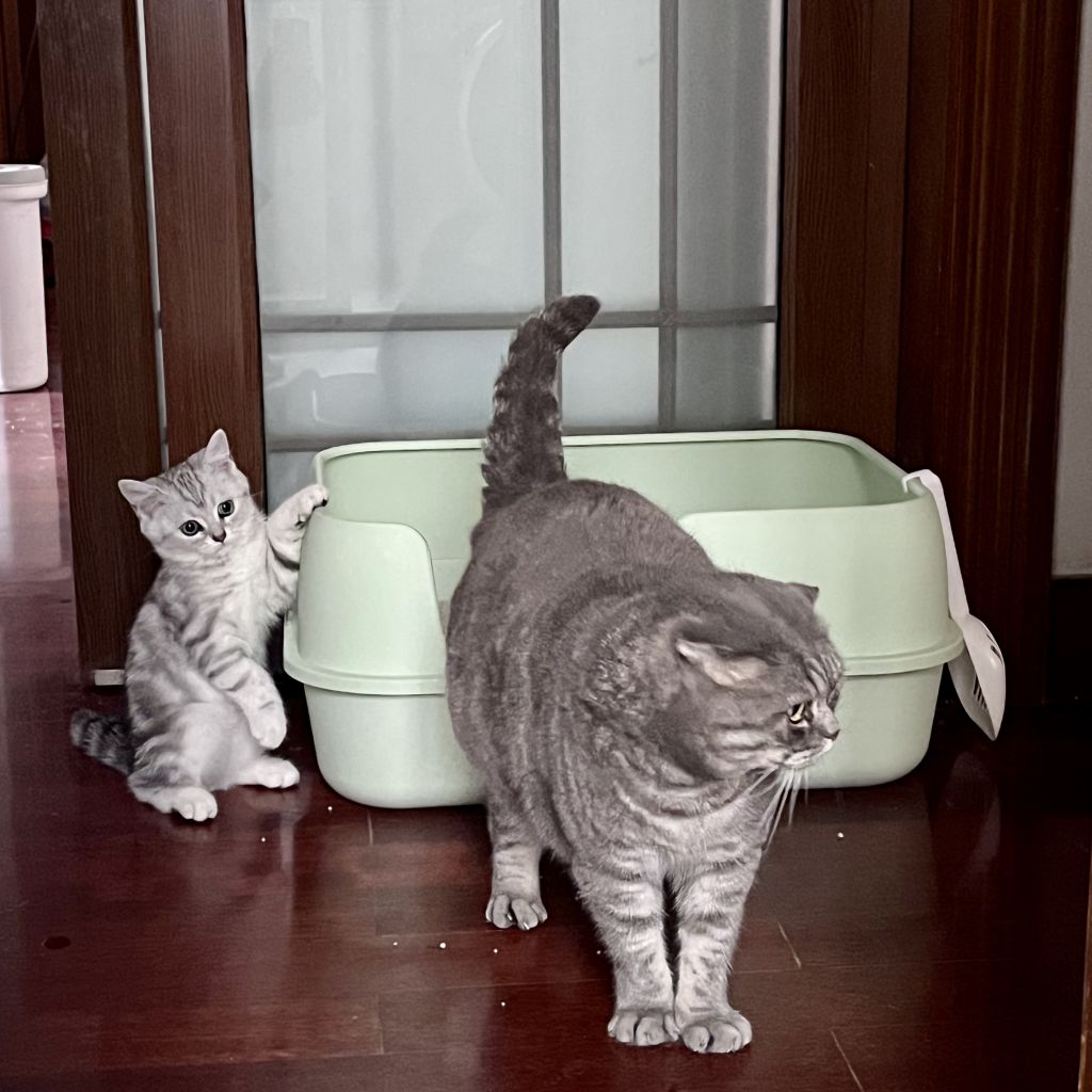 所以，现在Win11比win10更好用了吗 ？(顺路晒一下我的猫师傅) NGA玩家社区