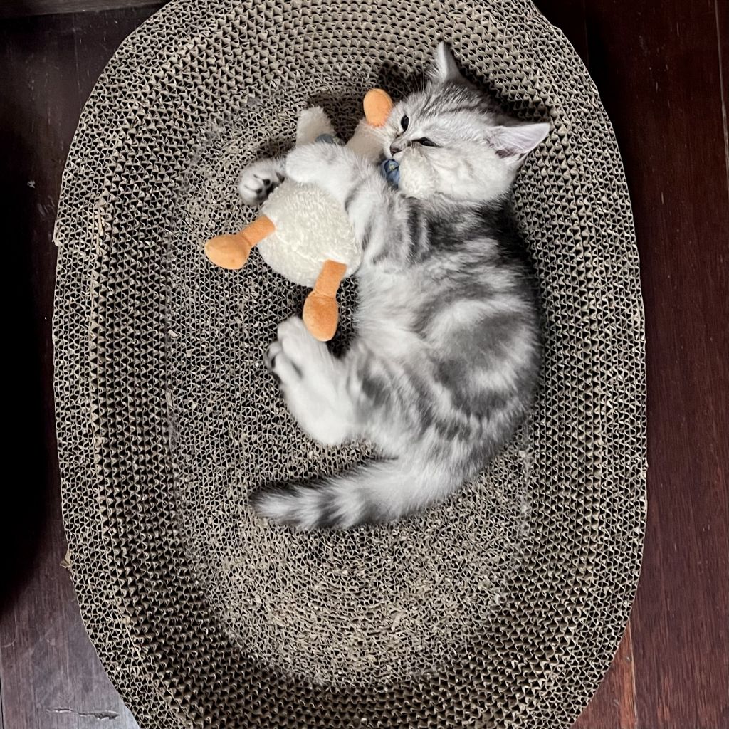 所以，现在Win11比win10更好用了吗 ？(顺路晒一下我的猫师傅) NGA玩家社区