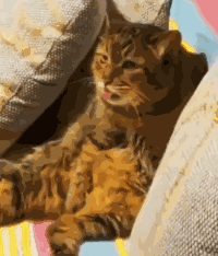 [本赛区赛事]Kitty拍了jdg应援 NGA玩家社区