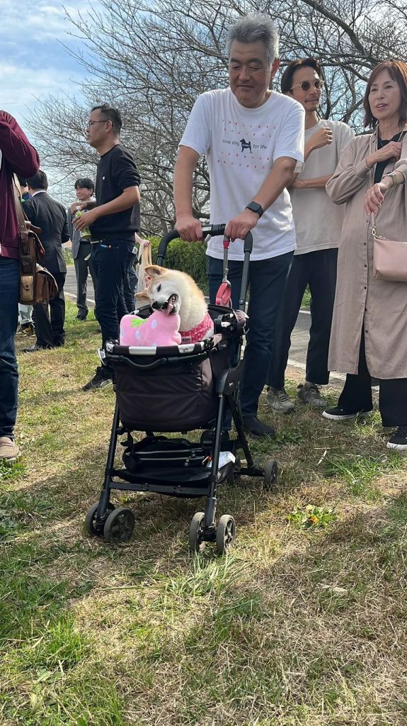 Doge原型柴犬Kabosu今天迎来了18岁生日 NGA玩家社区