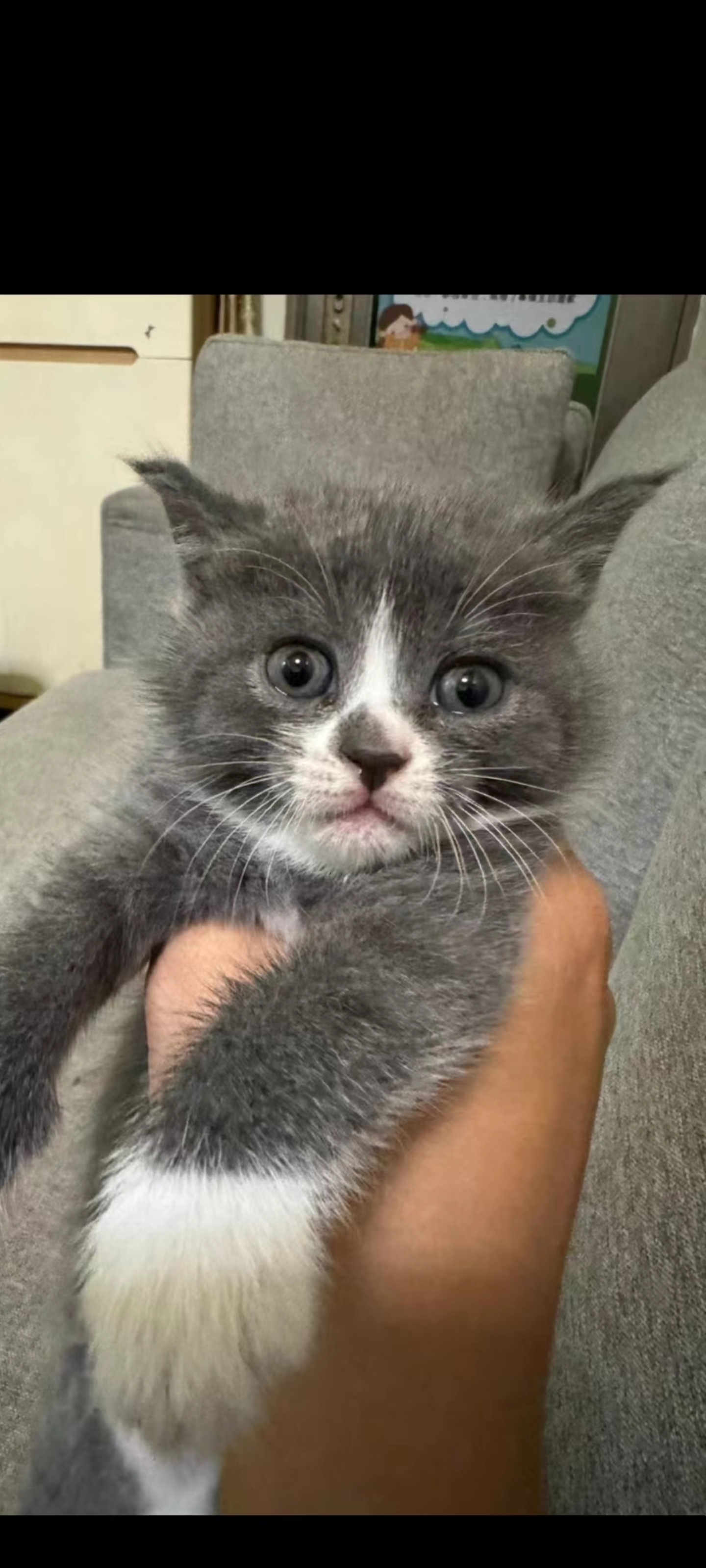 小猫鼻子这样正常吗 Nga玩家社区
