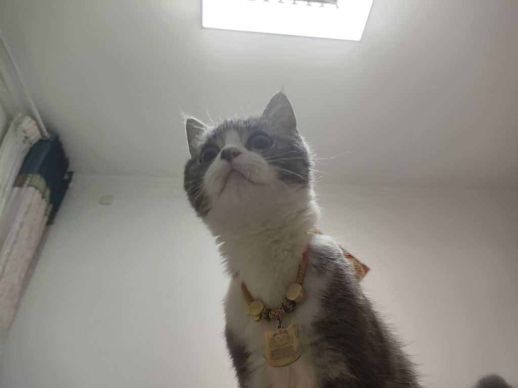 小猫鼻子这样正常吗 Nga玩家社区