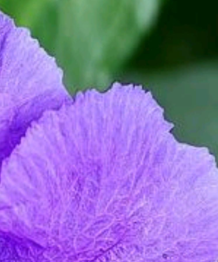 mate60 pro+跟P60 Pro 长焦差距有点大 NGA玩家社区